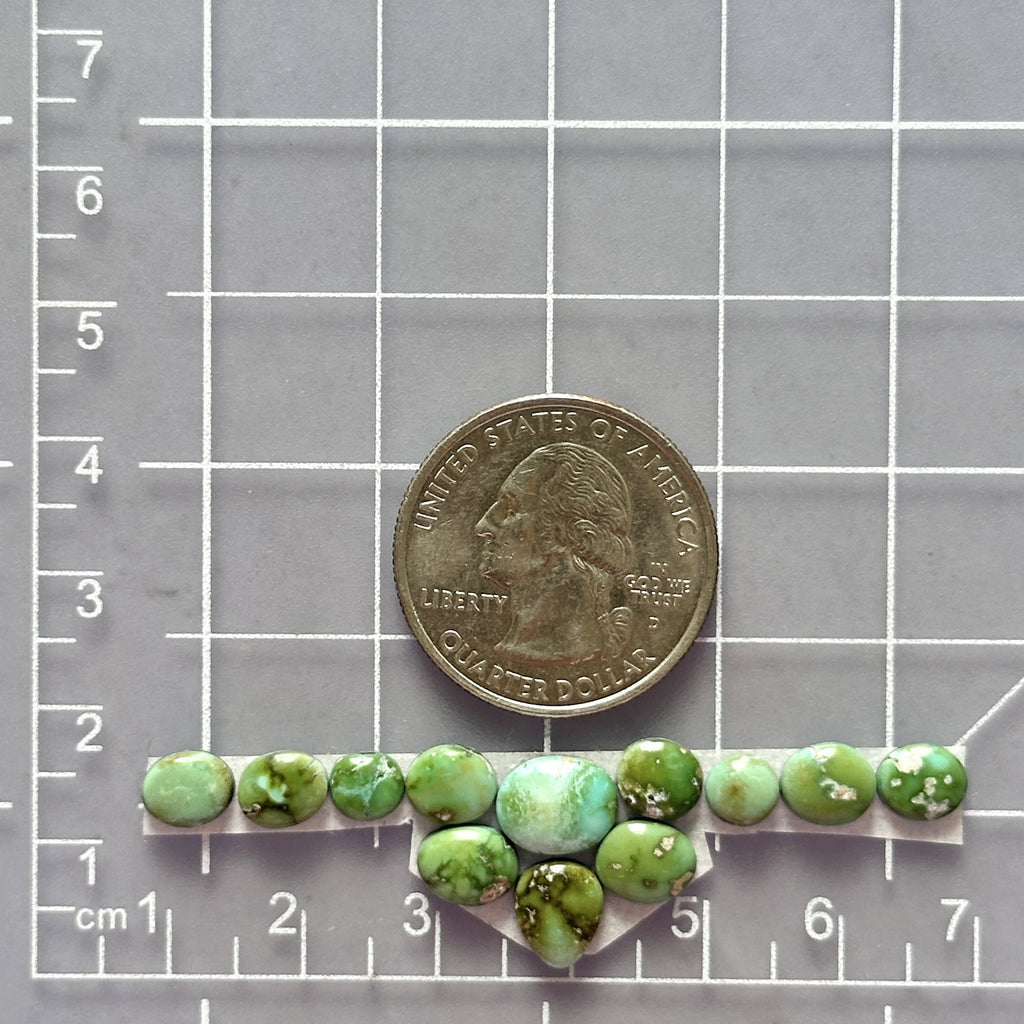 Small Lime Green Mixed Sonoran Gold Turquoise, Set of 12 - Turquoise Moose
